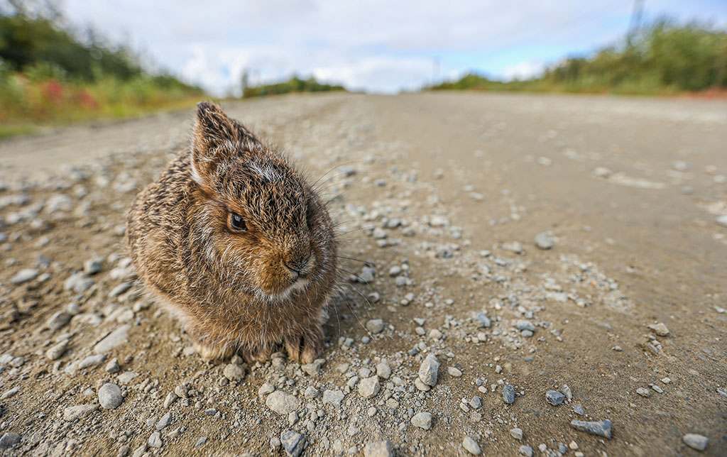 rabbit – The Delta Discovery, Inc.