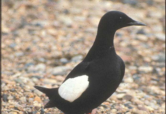 2422-3.-Black-guillemot-by-George-Divoky-cover – The Delta Discovery, Inc.